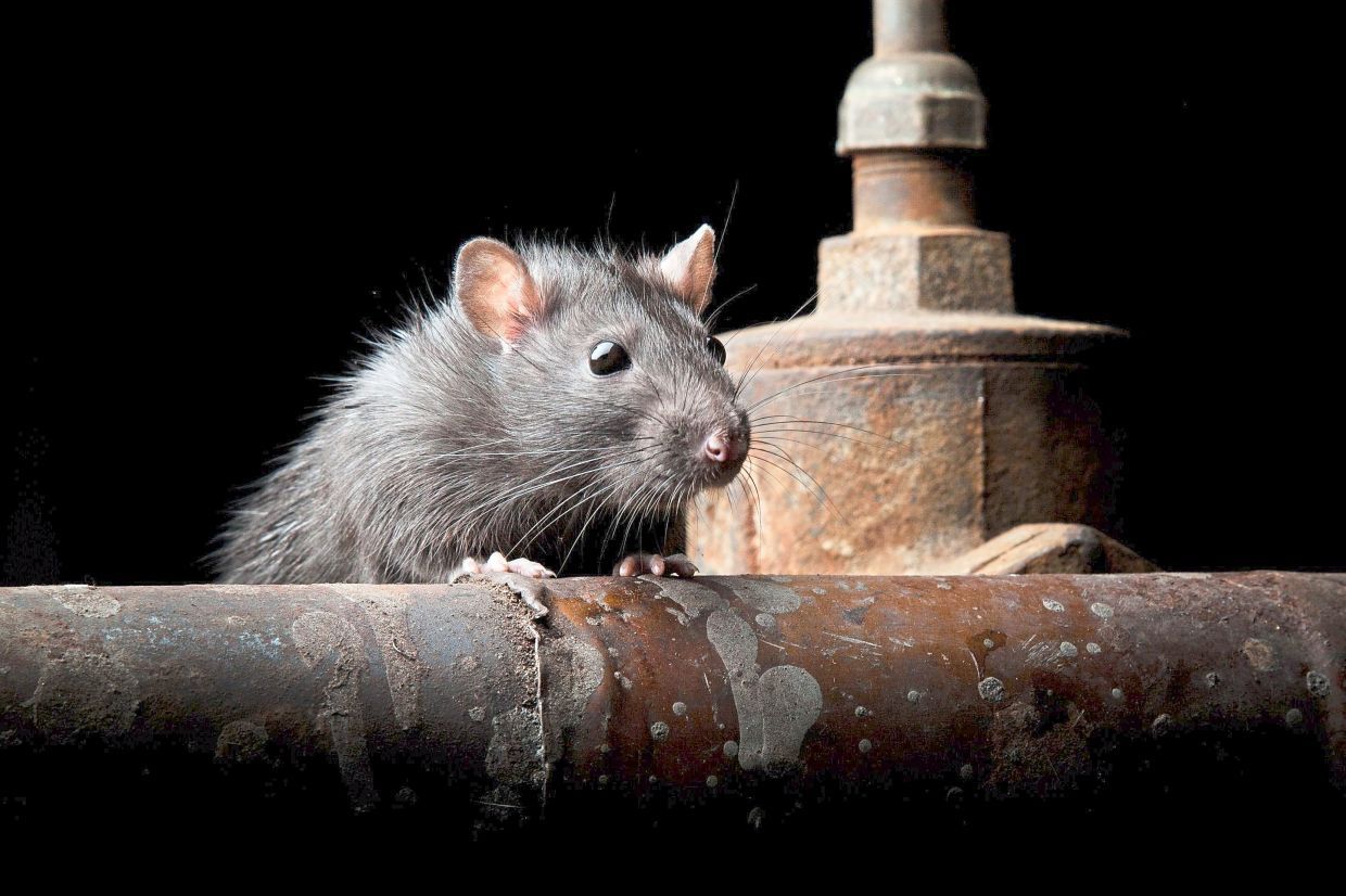 Sibu Airport takes action to keep rats grounded, at bay | The Star