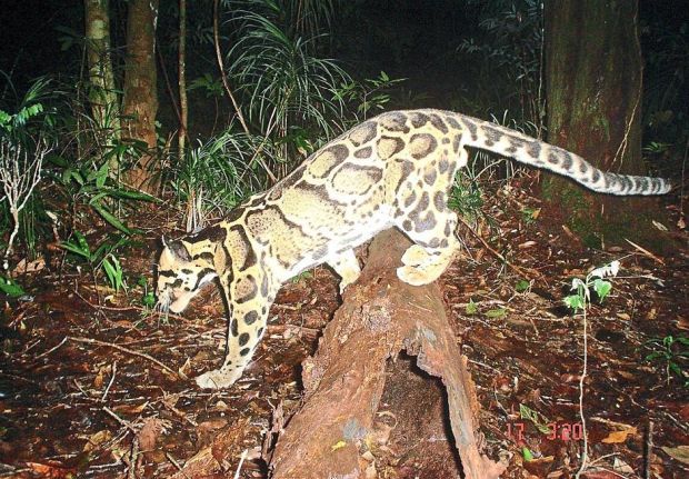 QuickCheck: Was a clouded leopard found dead on a Perak highway? | The Star