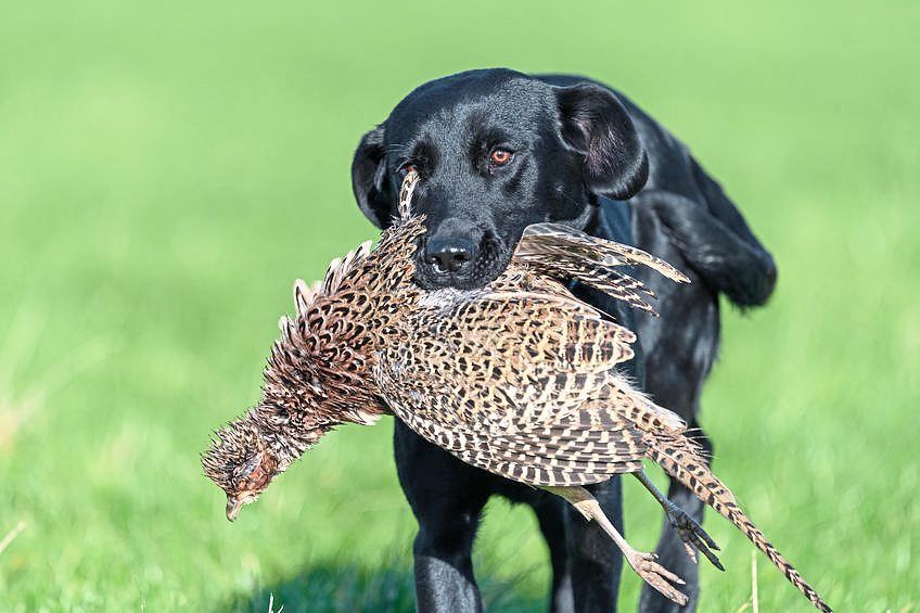 Evolution of hunting dogs | The Star