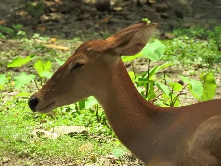 Efforts ongoing to preserve endangered Myanmar golden deer | The Star