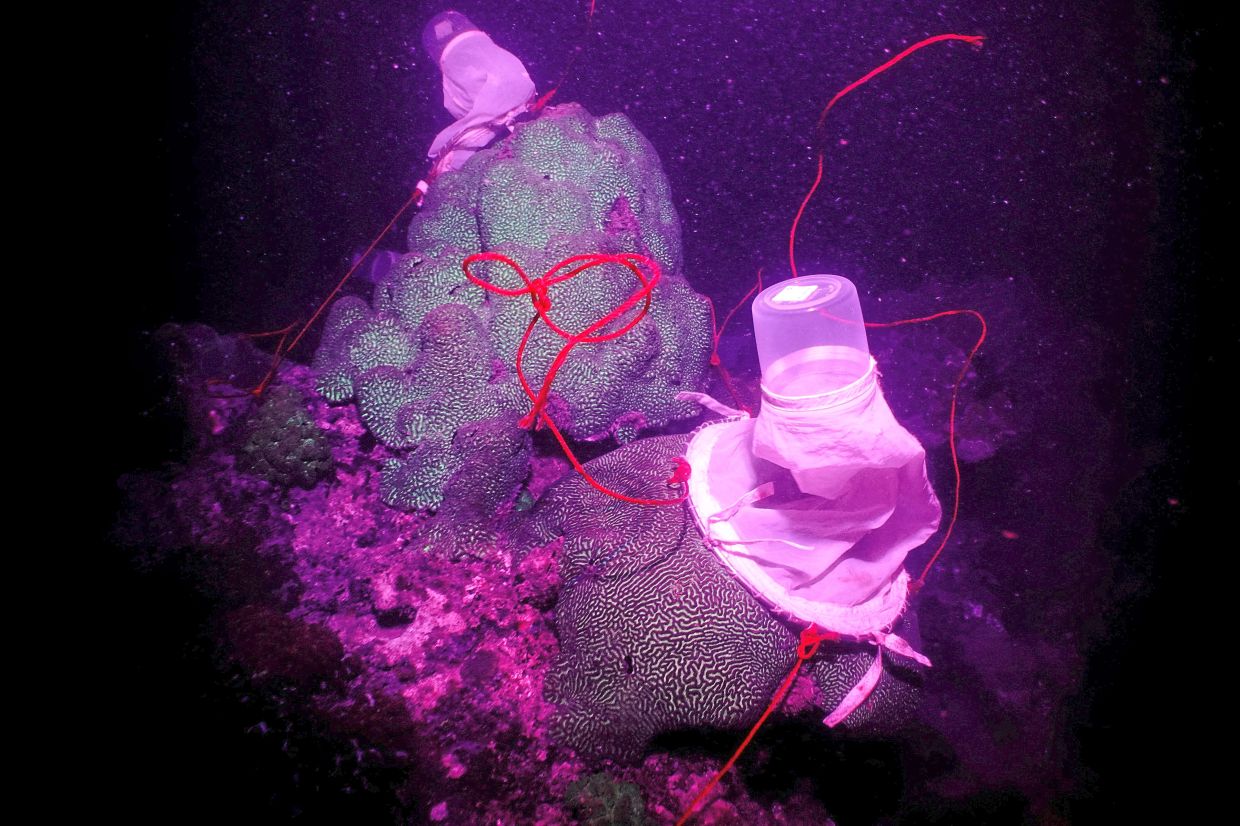 Lab-bred coral renews hope for reefs | The Star