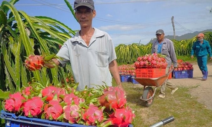 Vietnamese farmers eye multibillion-dollar Chinese market as demand ...