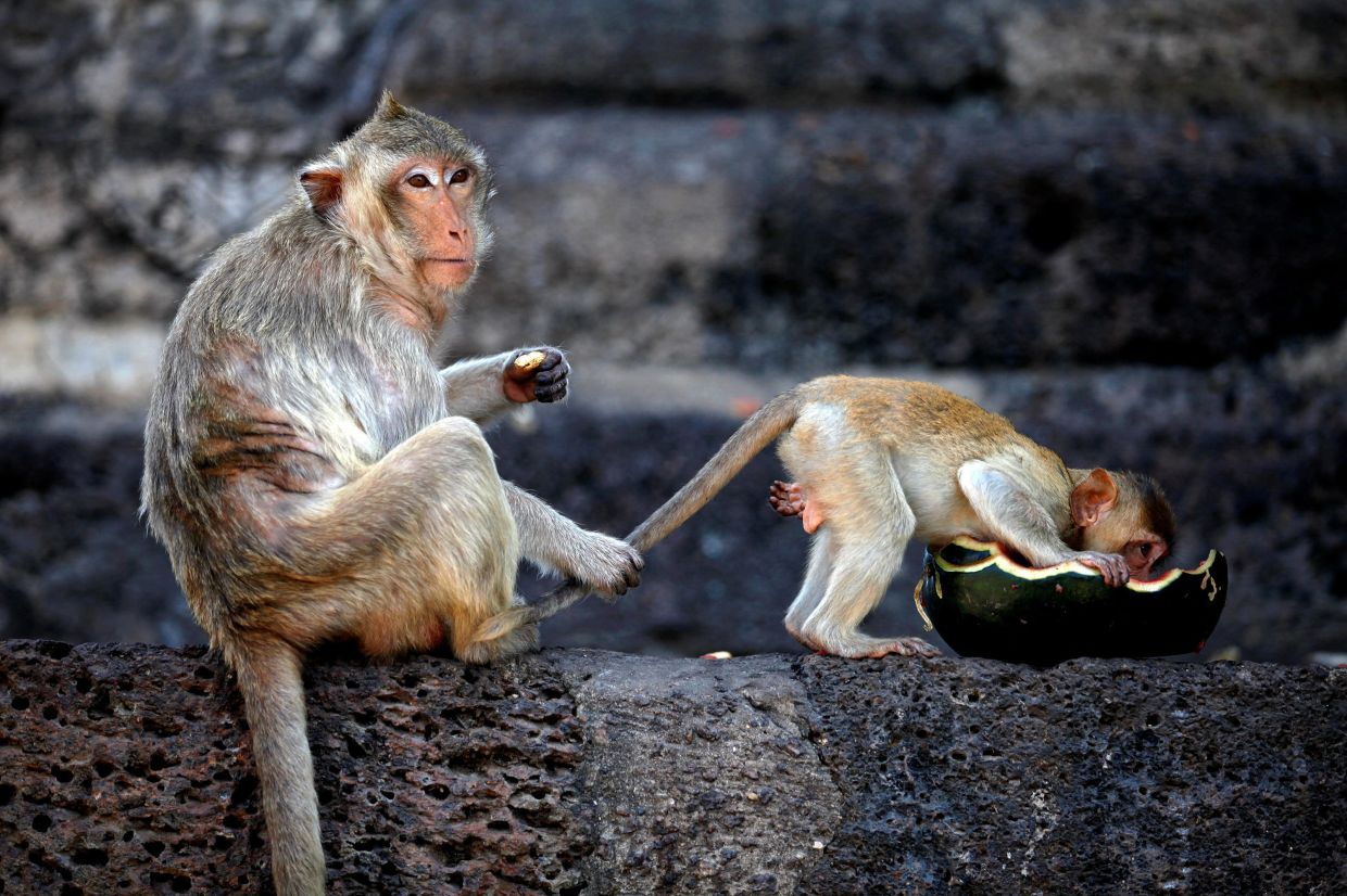 Thai provincial cops now chasing misbehaving monkeys | The Star