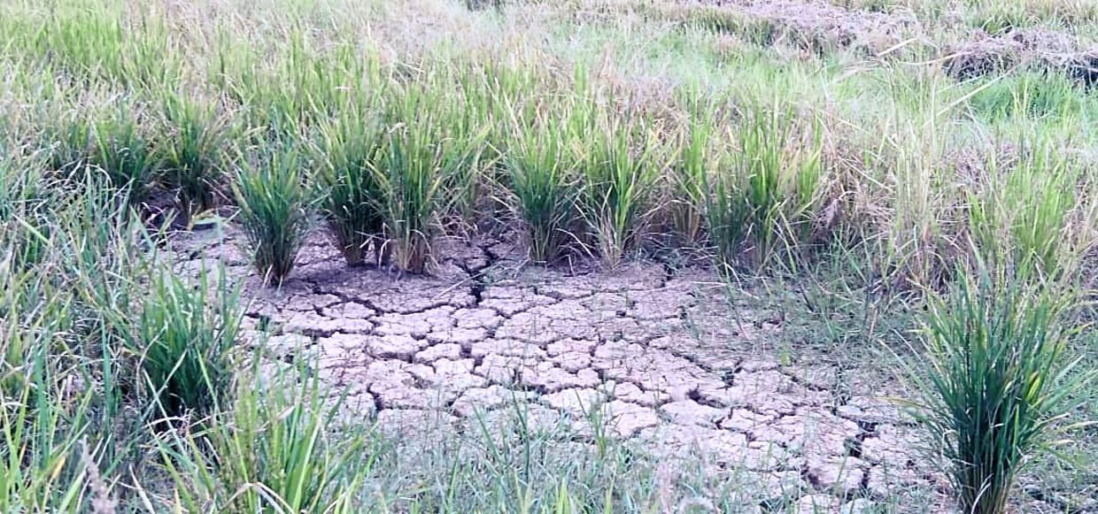 40,000 tonnes of rice yield affected by drought | The Star