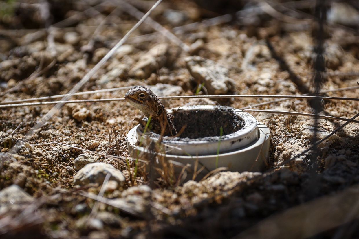 Australia battles to save last 11 wild 'earless dragons' | The Star