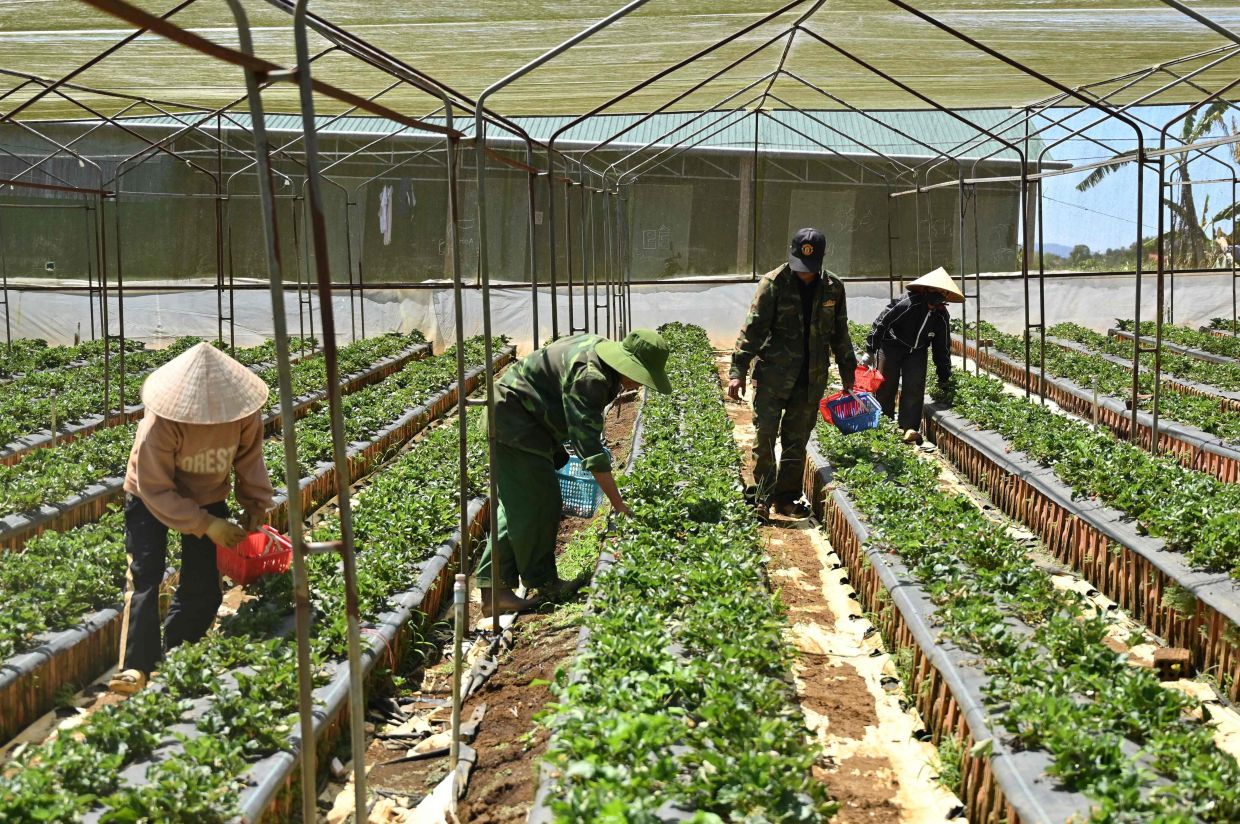 Vietnam agricultural trade surplus nearly doubles | The Star