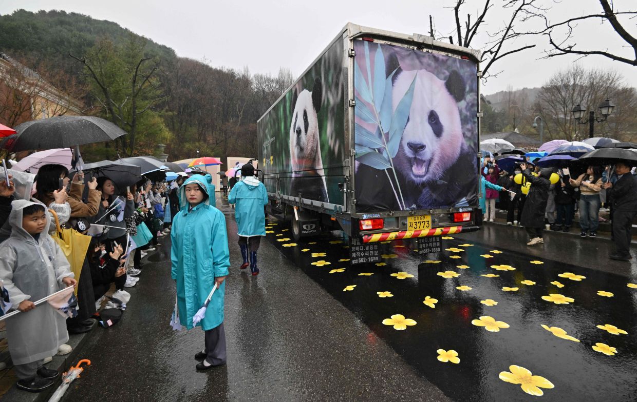S. Korean fans bid farewell to internet-famous panda Fu Bao | The Star