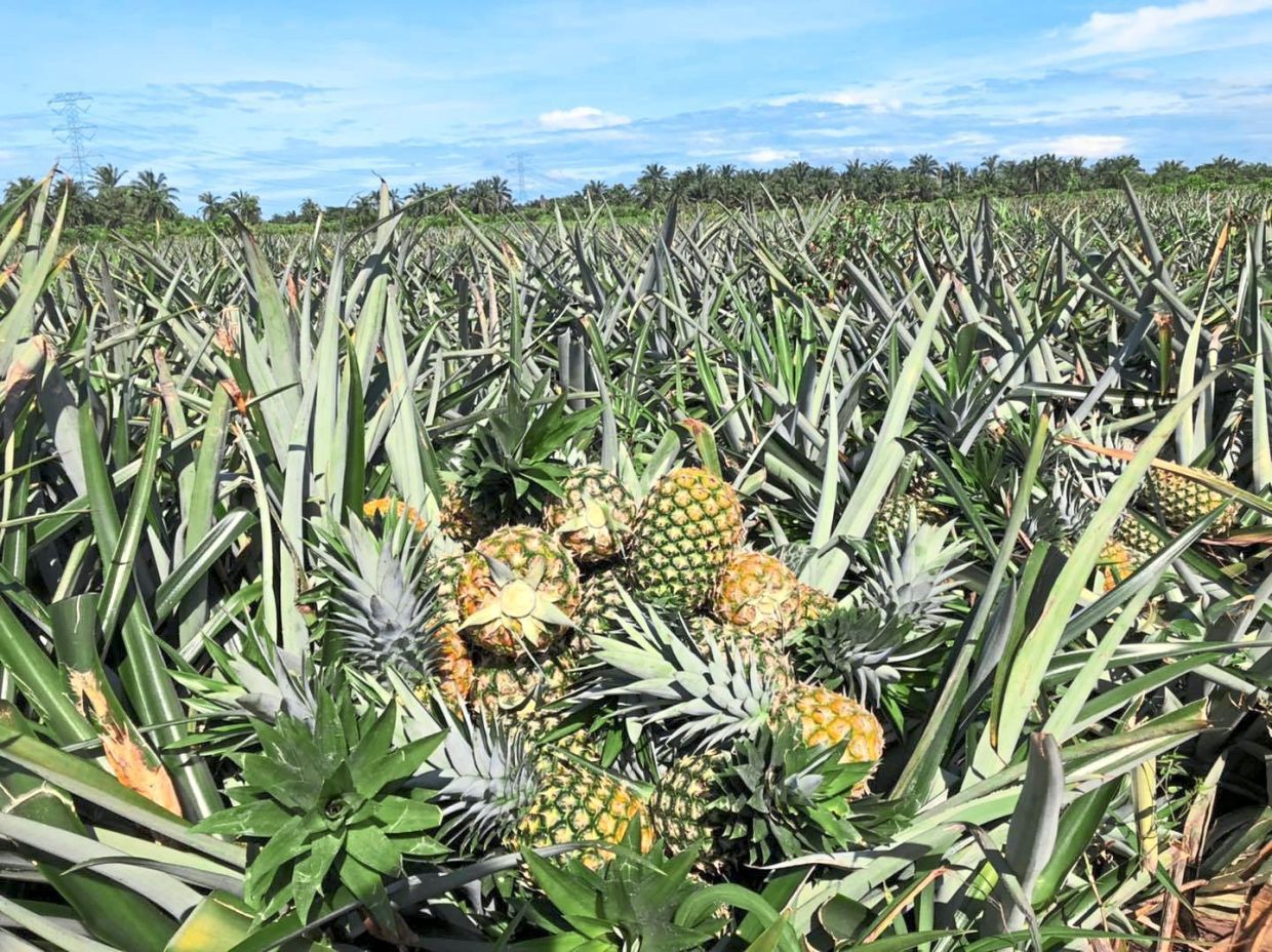 Three-pronged way to boost pineapple production | The Star