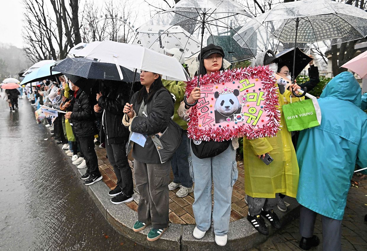 Fans bid farewell to internet-famous panda | The Star