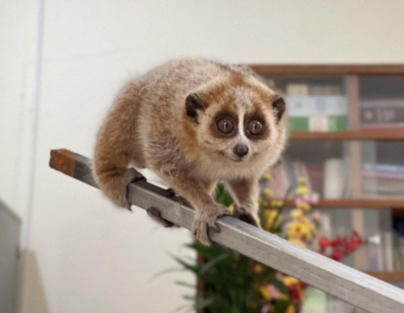 Two very rare slow lorises found in Bac Kan province | The Star