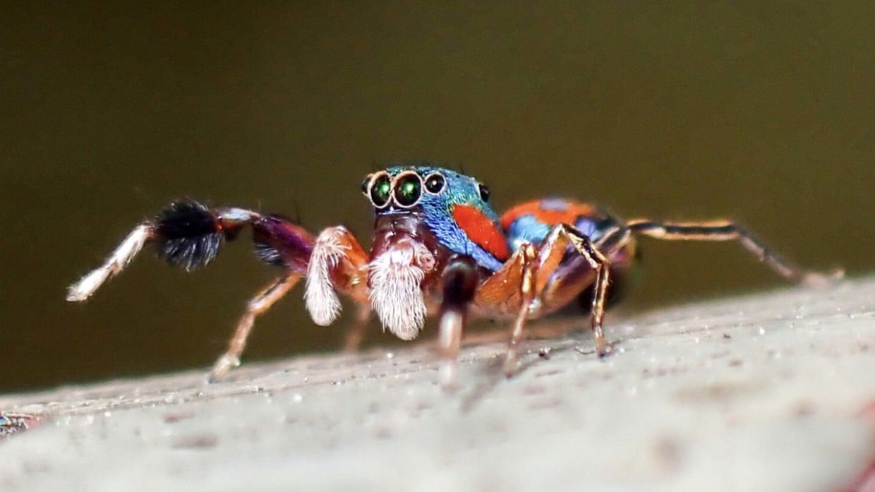 Hong Kong Biodiversity Museum looks to counter ‘prejudice’ against ...