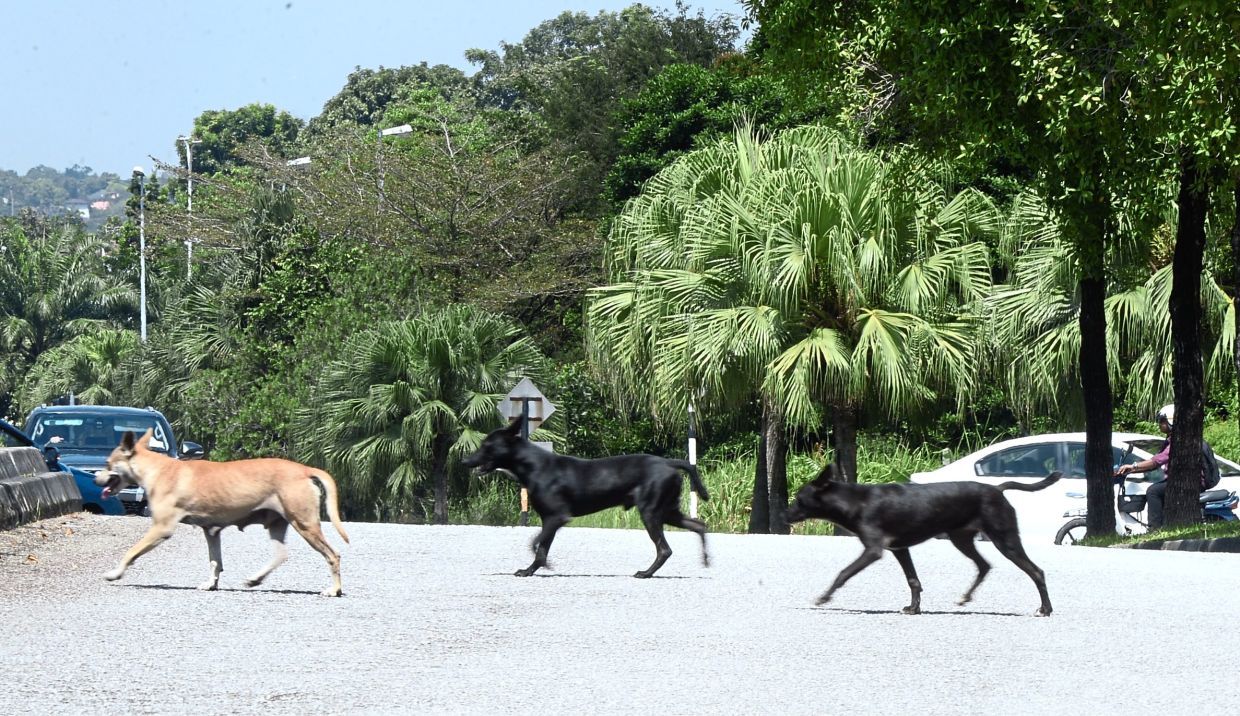 6,046 stray dogs neutered across Penang | The Star