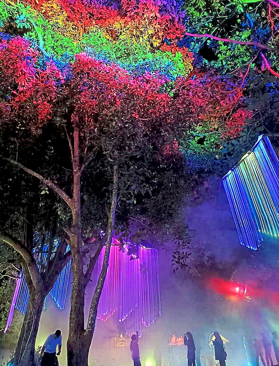 Enchanting lights illuminate park | The Star