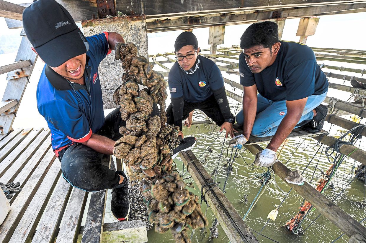 Monitoring mussel contamination | The Star