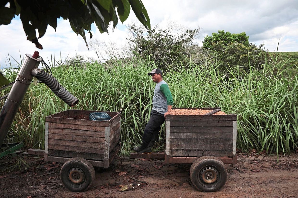 Brazil’s cocoa farms get high-tech upgrade | The Star