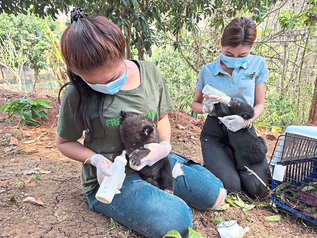 Moon bear cubs thrive after rescue from poacher | The Star