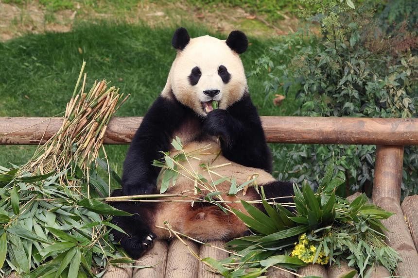 ‘We want Fu Bao back,’ Seoulites petition for loan of beloved panda ...