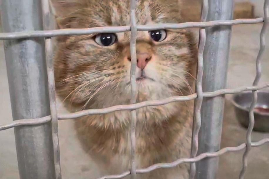 Two top universities deny cat abuser admission to postgrad programmes ...