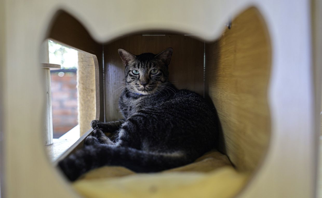 Stray cats in Sepang living a charmed life (with picture gallery) | The ...