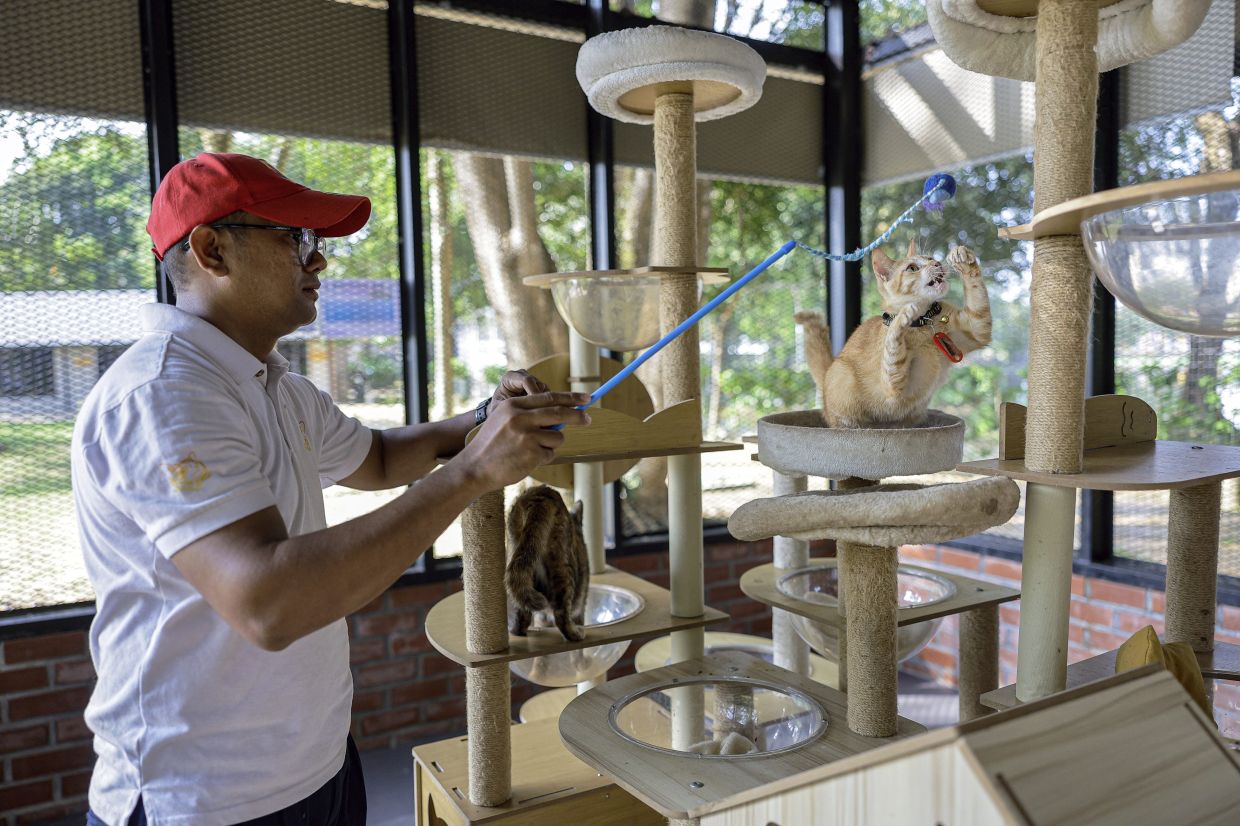 Stray cats in Sepang living a charmed life (with picture gallery) | The ...