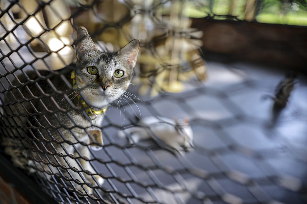 Stray cats in Sepang living a charmed life (with picture gallery) | The ...