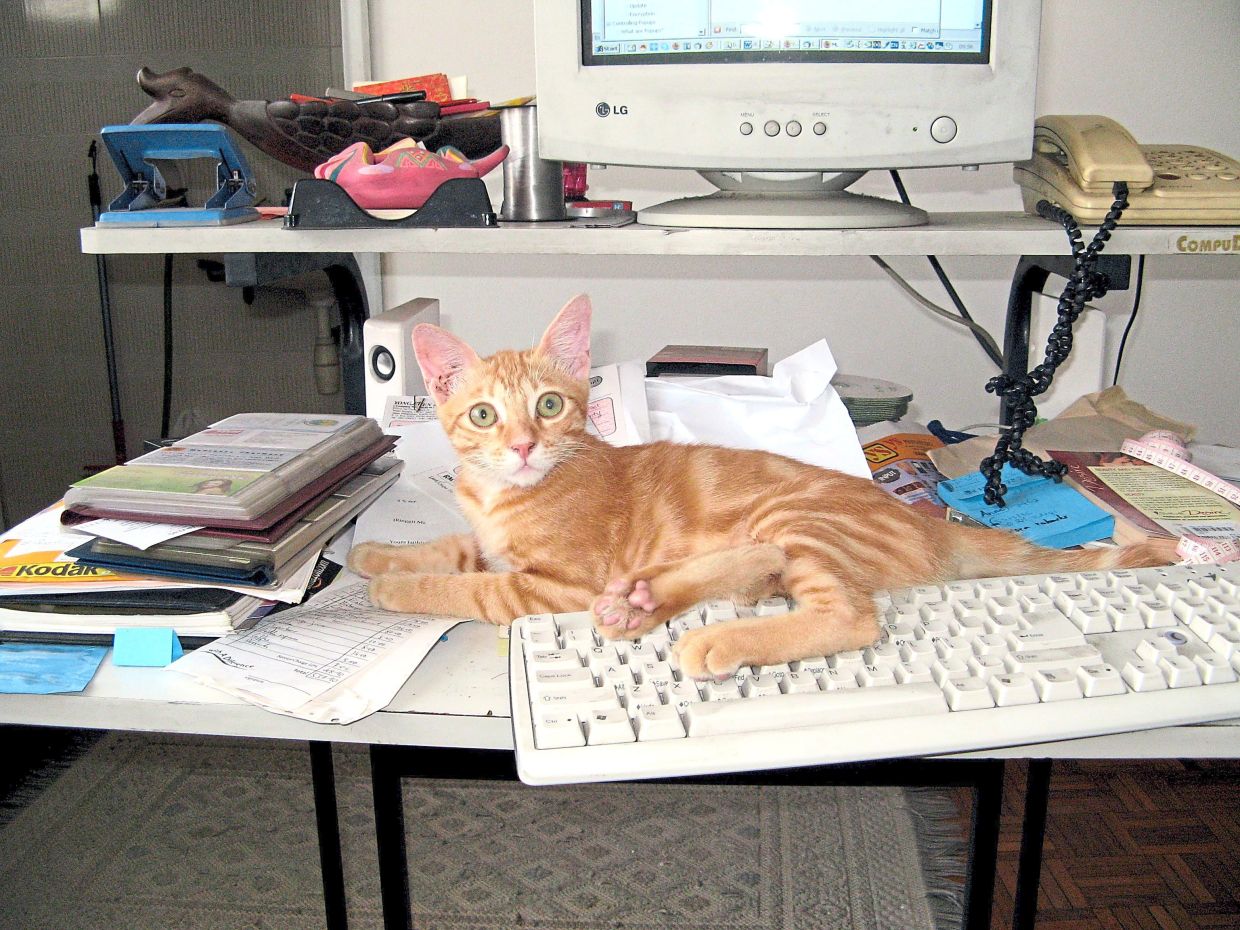 Katz Tales: Rise of the executive fat cat | The Star