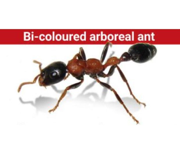 ‘Fiery’ ants that pack a burning sting and get everywhere | The Star