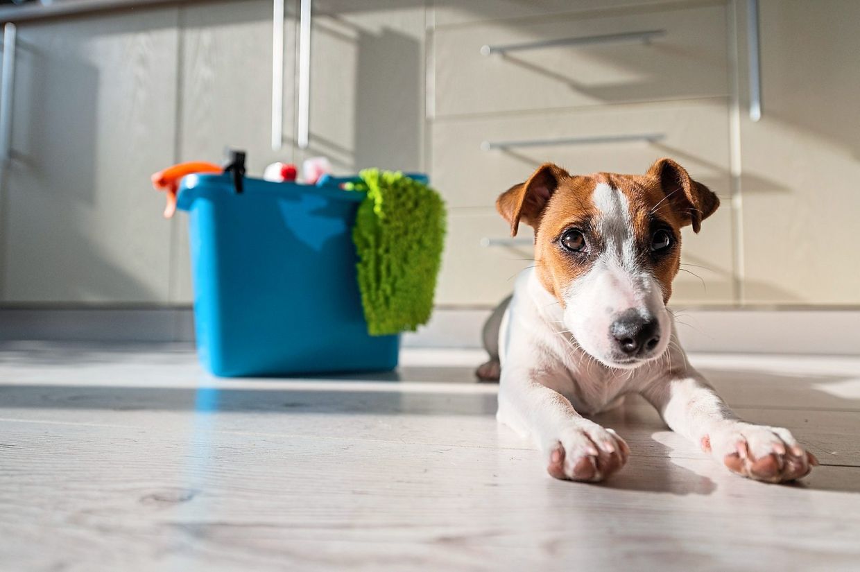 Watch out for pet hazards when spring cleaning | The Star