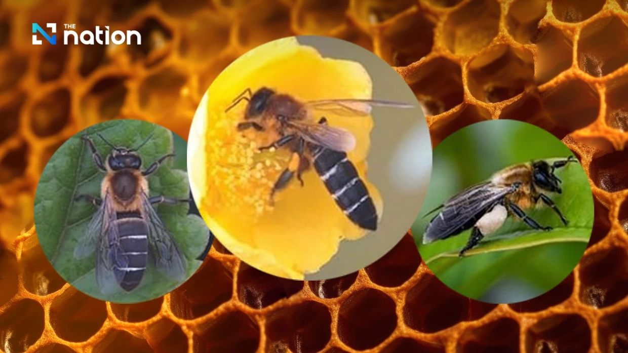 Chiang Mai national park reports presence of Himalayan giant honey bee ...
