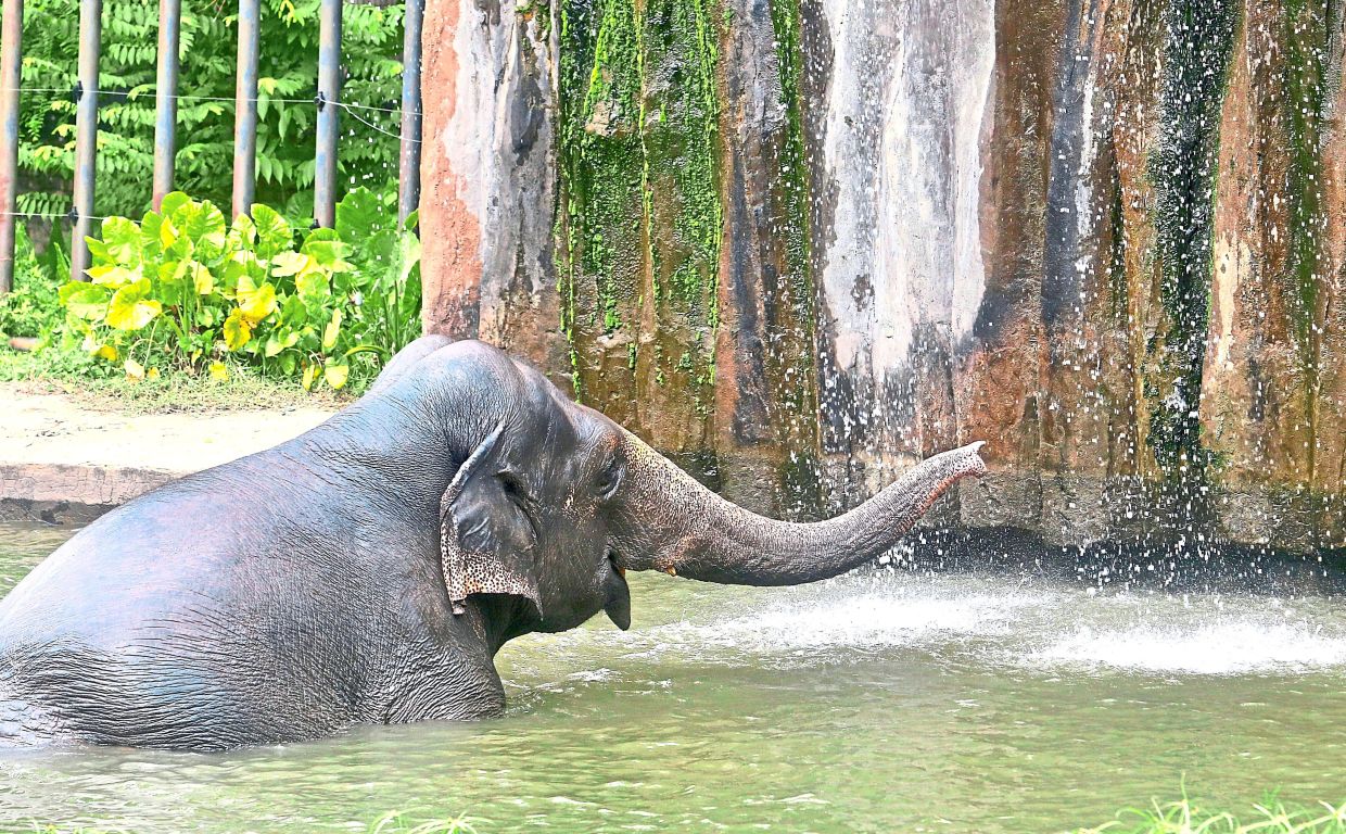 Cool solutions for hot animals | The Star