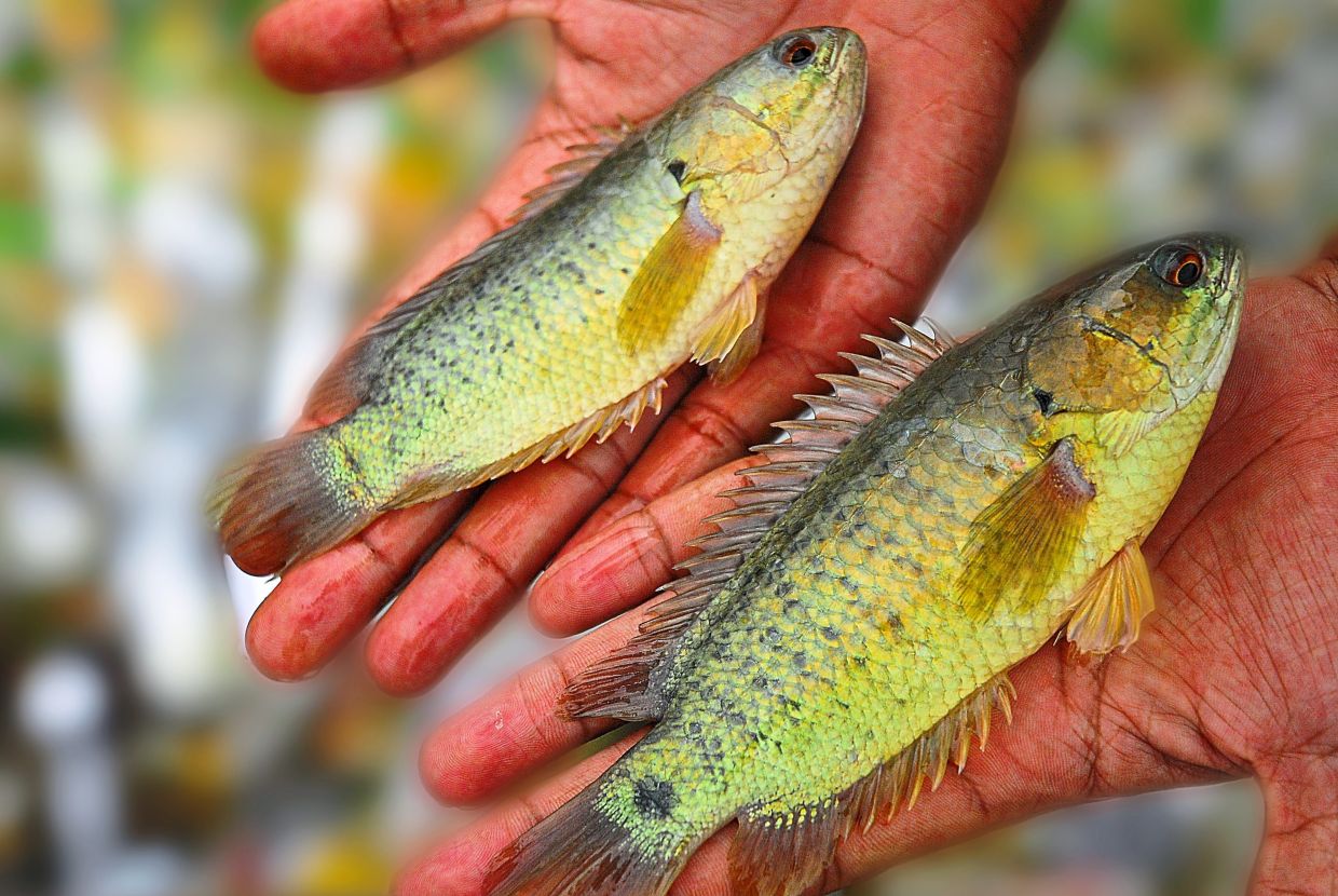 Joy of fishing for puyu | The Star