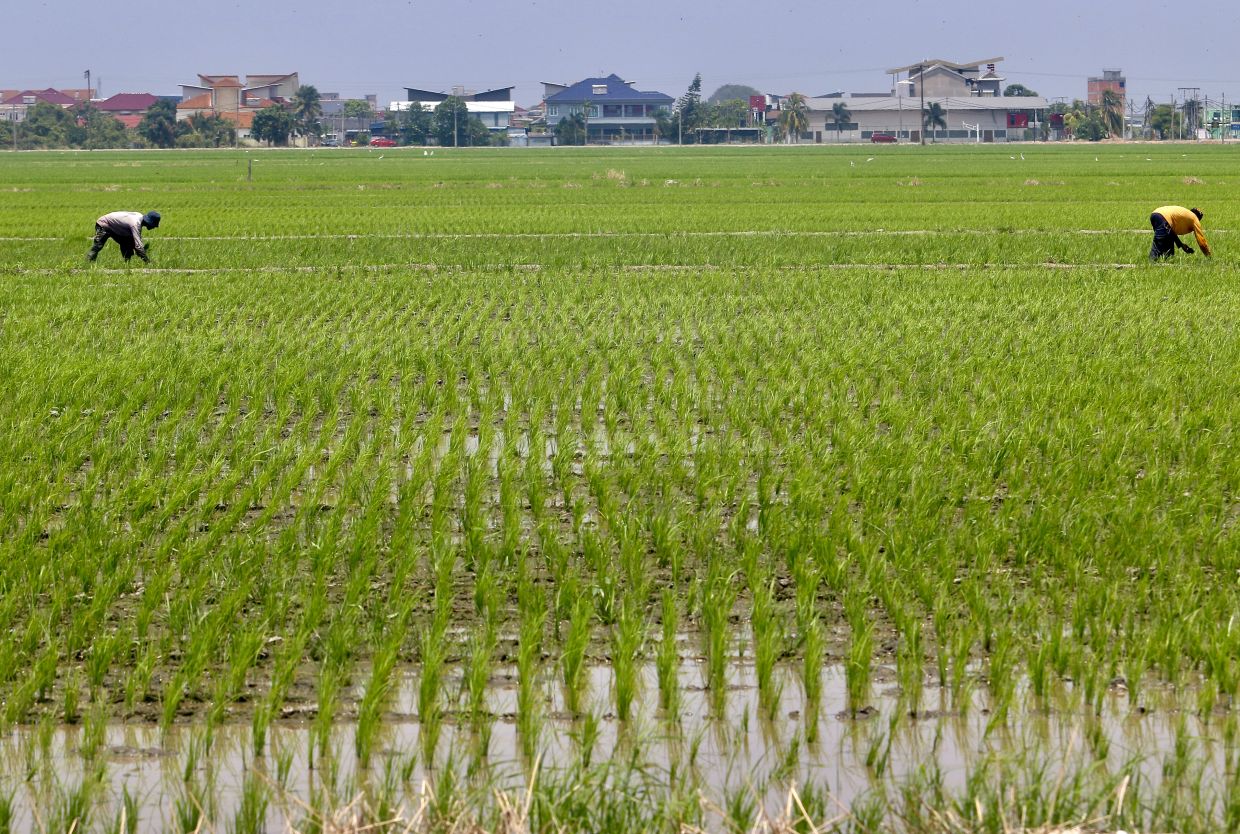 Parched of solutions | The Star