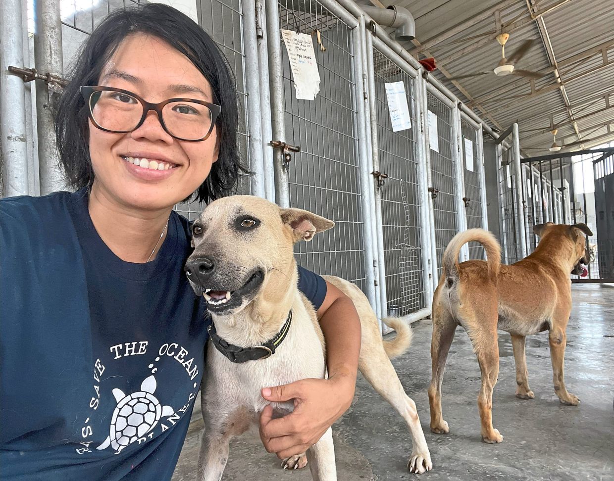300 stray dogs neutered in Langkawi so far | The Star