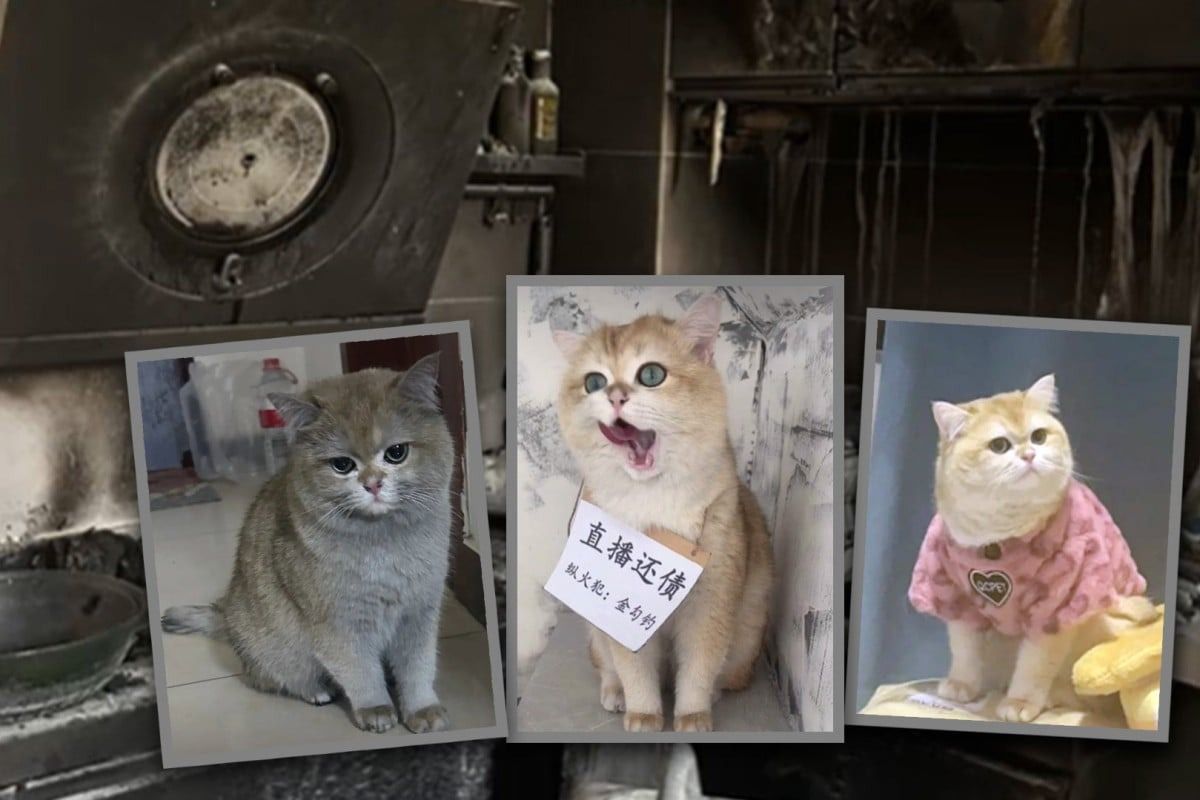 Fire-starting China pet dubbed ‘badass cat’ after it turns on cooker ...