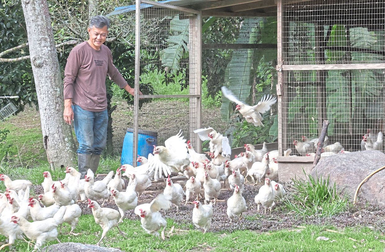 Malaysian KL-ite turned natural farmer produces quality eggs with rich ...