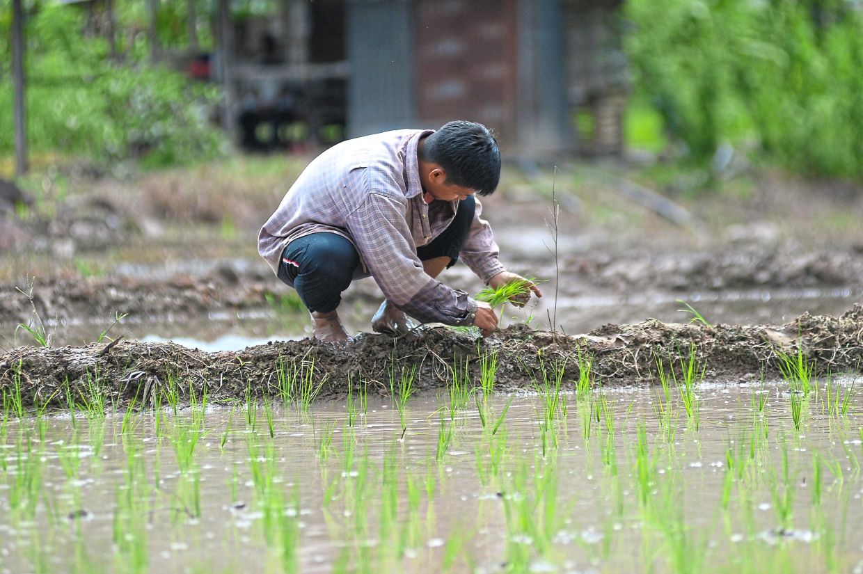 Celebrating a rich rice culture | The Star