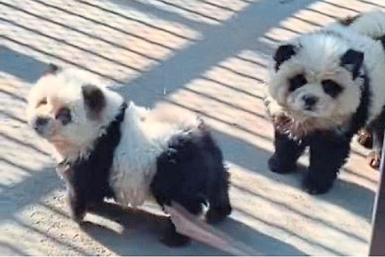 ‘Panda dogs’ main attraction at Taizhou Zoo | The Star