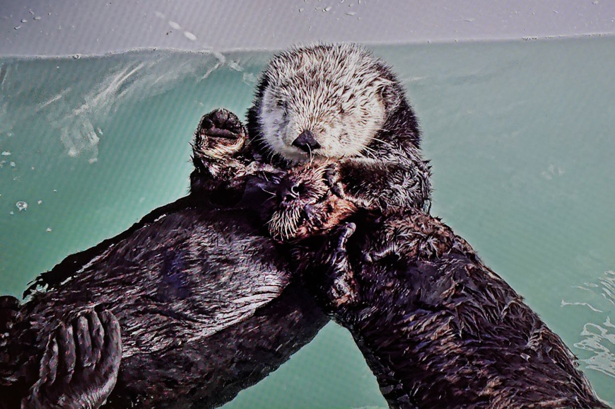 'Better than any human': Surrogate otter teaches pup how to fend for ...