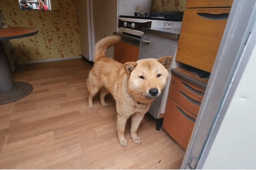 Korean dog finds its way home 41 days after going missing | The Star