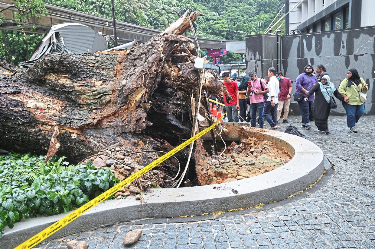 Family of man killed in tree-falling incident to get Socso benefits ...