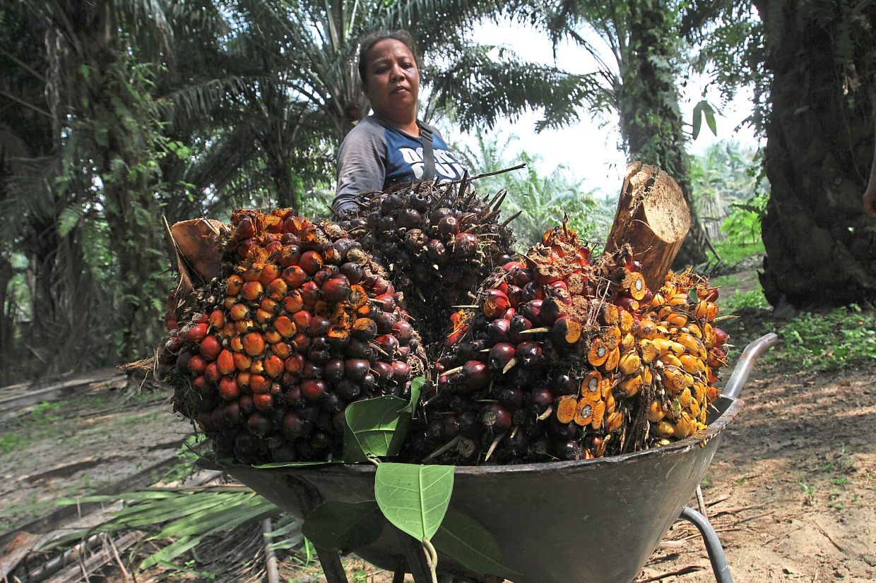 Promising new oil palm harvesting technique | The Star