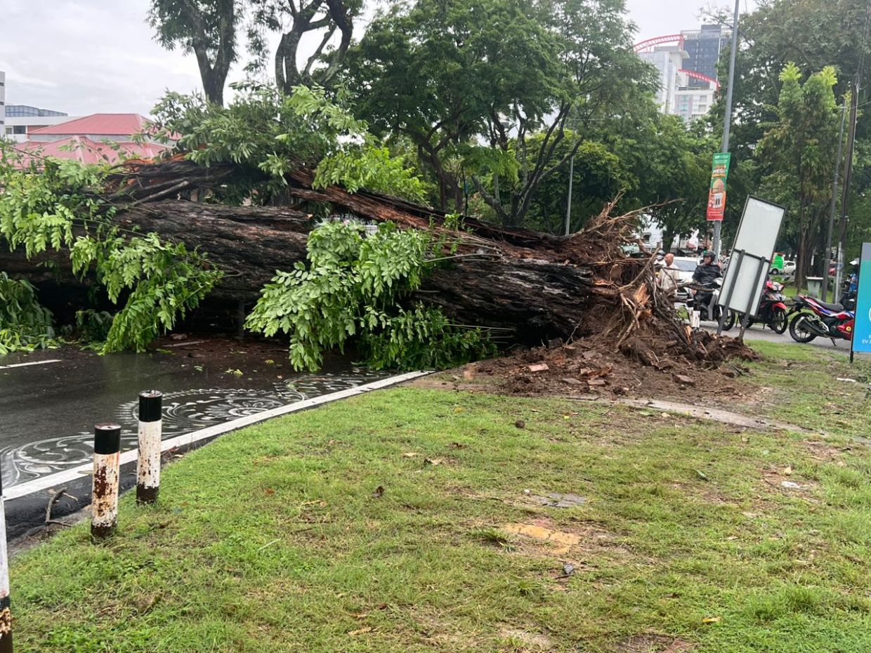 Tree falls along Jalan Macalister, Penang due to downpour | The Star