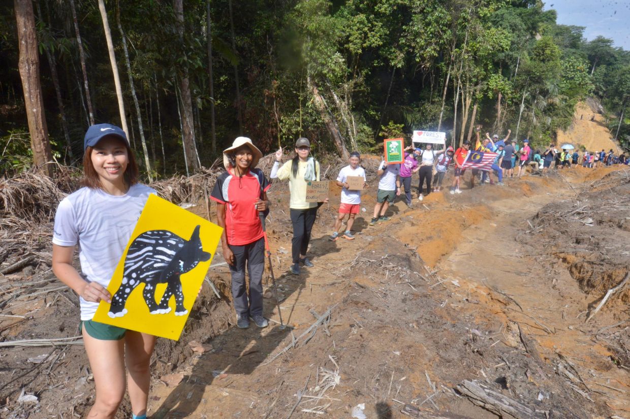 Environmental group organises human chain to protest deforestation in ...