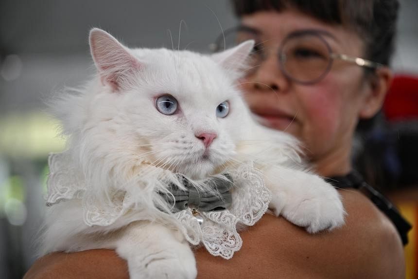 Cat licensing scheme to kick in on Sept 1 in Singapore | The Star