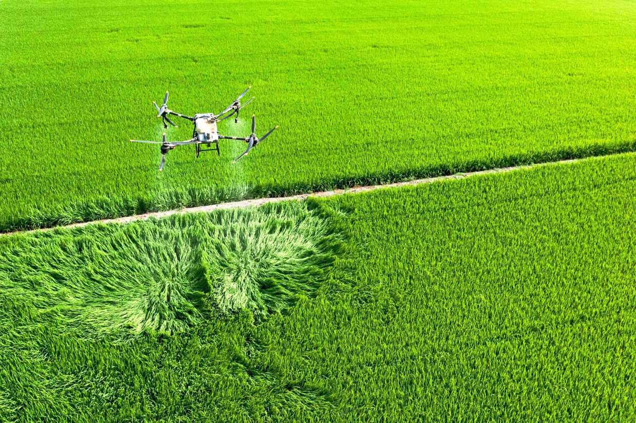 Greener way to grow rice | The Star