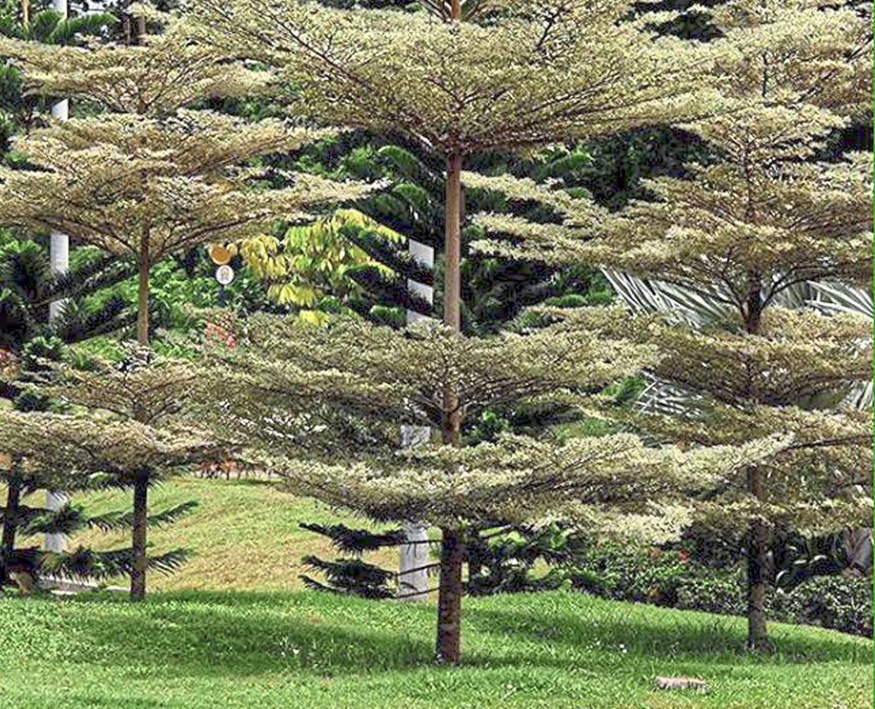 Ask the Plant Doctor! How to care for the bucida variegata tree | The Star