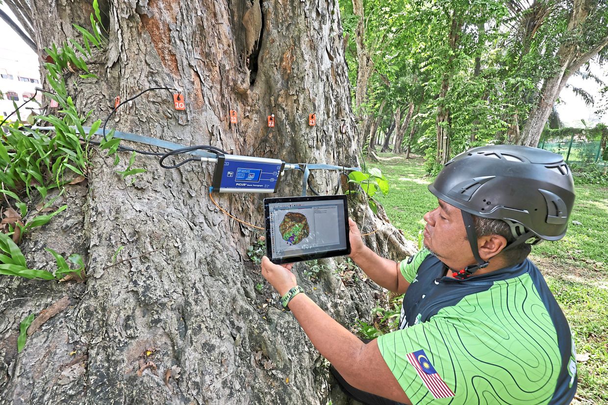 City councils to keep close watch on all trees | The Star