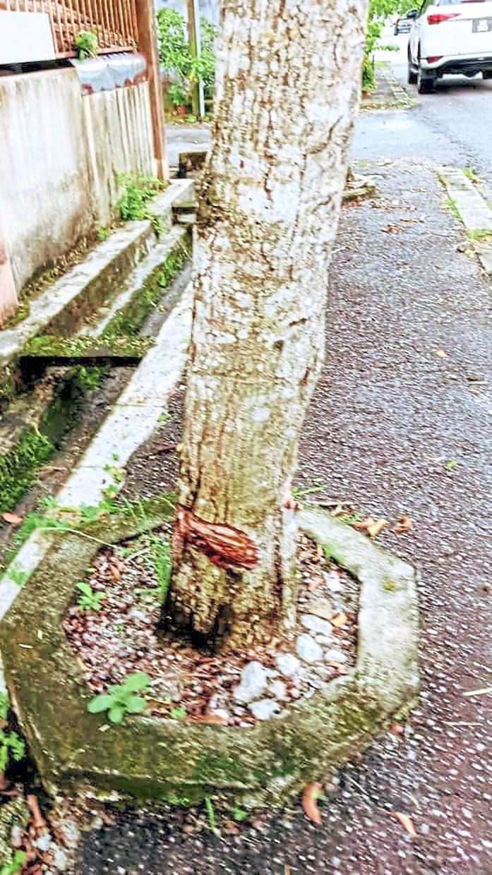 Council trees slashed and poisoned in Tanjung Malim | The Star