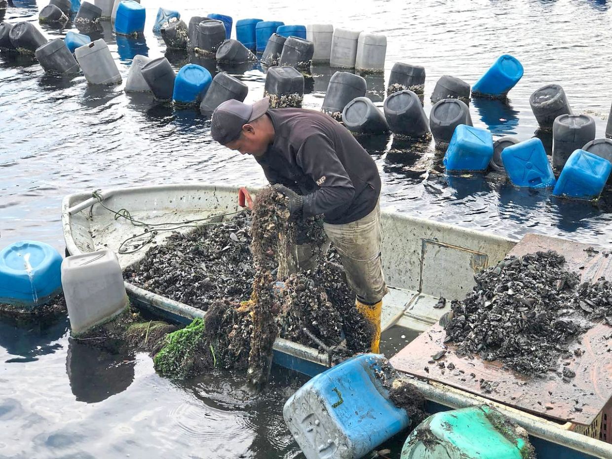 Opening up mussel farm to woo tourists | The Star