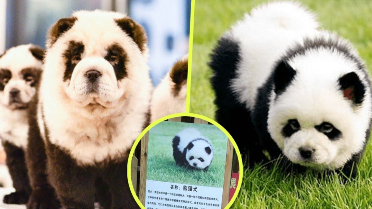 ‘Panda dogs’ in China zoo spark row as pups are actually dyed canines ...